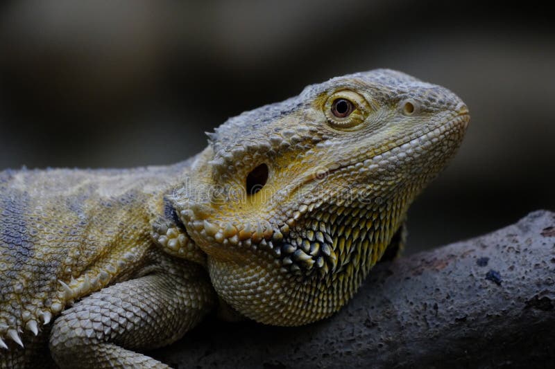 Bearded dragon stock image. Image of nature, toad, turtle - 279361843