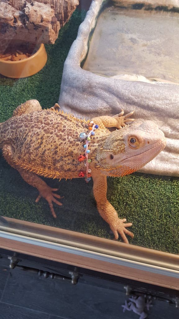 Bearded dragon stock image. Image of bearded, scales - 143247547