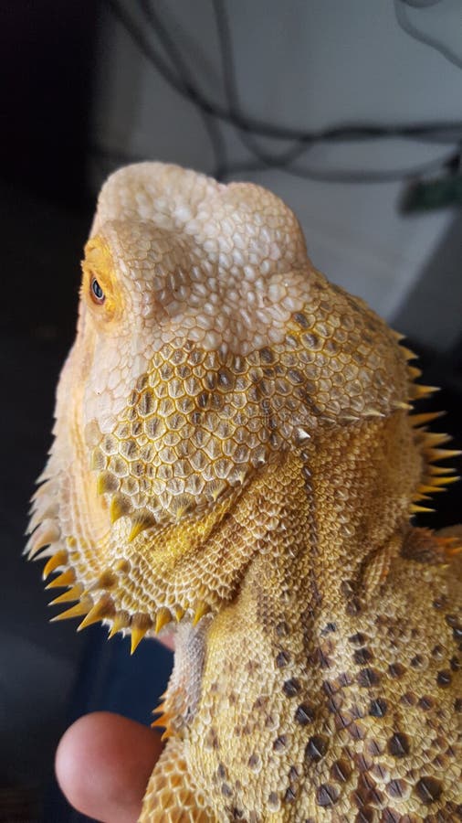 Bearded dragon stock image. Image of beardie, scales - 143247795