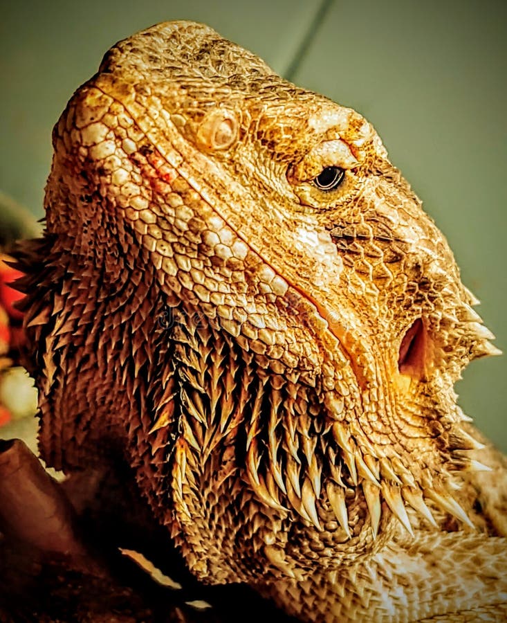 Bearded Dragon Beautifully Colored Stock Image - Image of beautifully ...