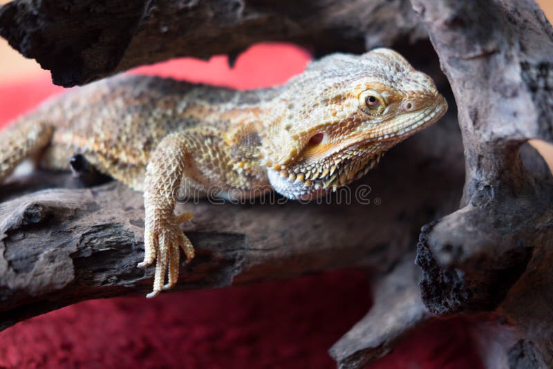 Dragon Climbing Up the Building Stock Photo - Image of eixample ...