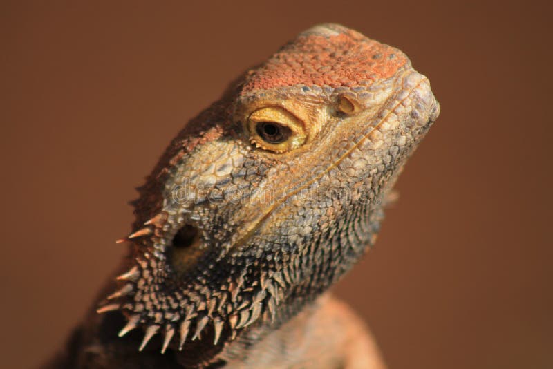 Bearded Dragon stock image. Image of bearded, climbing - 36596455