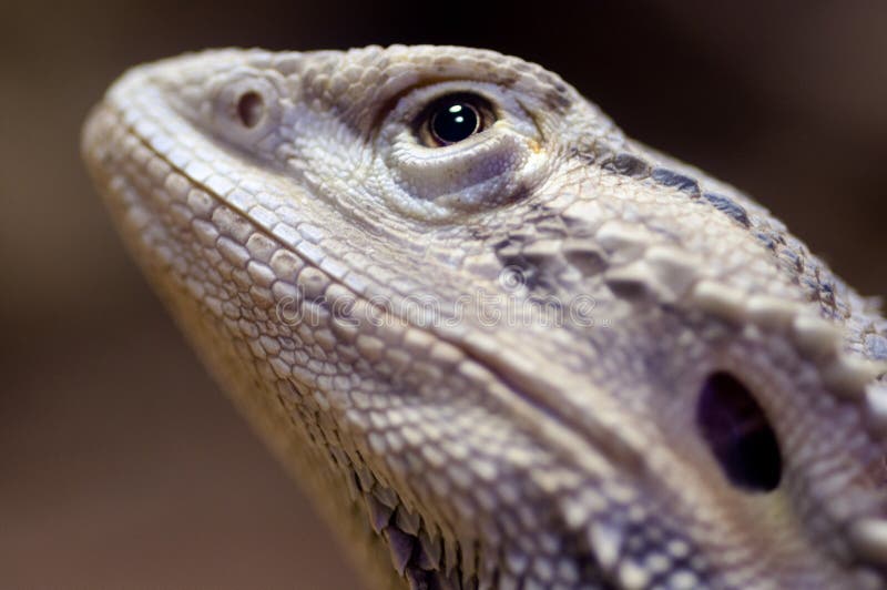 Bearded Dragon Closeup Head Watching Up Stock Photo - Image of ...