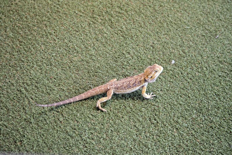 This is a Side View of a Bearded Dragon Stock Photo - Image of golden ...