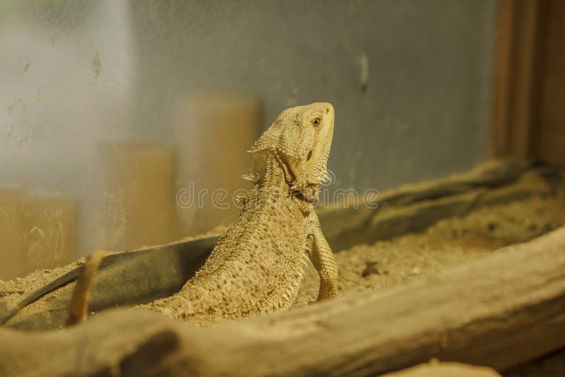 Bearded Dragon when Defending or Breeding Time Stock Photo - Image of ...