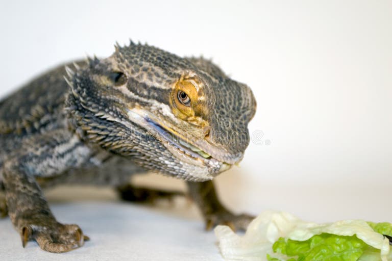 213 Bearded Dragon Eating Duck Stock Photos - Free & Royalty-Free Stock ...