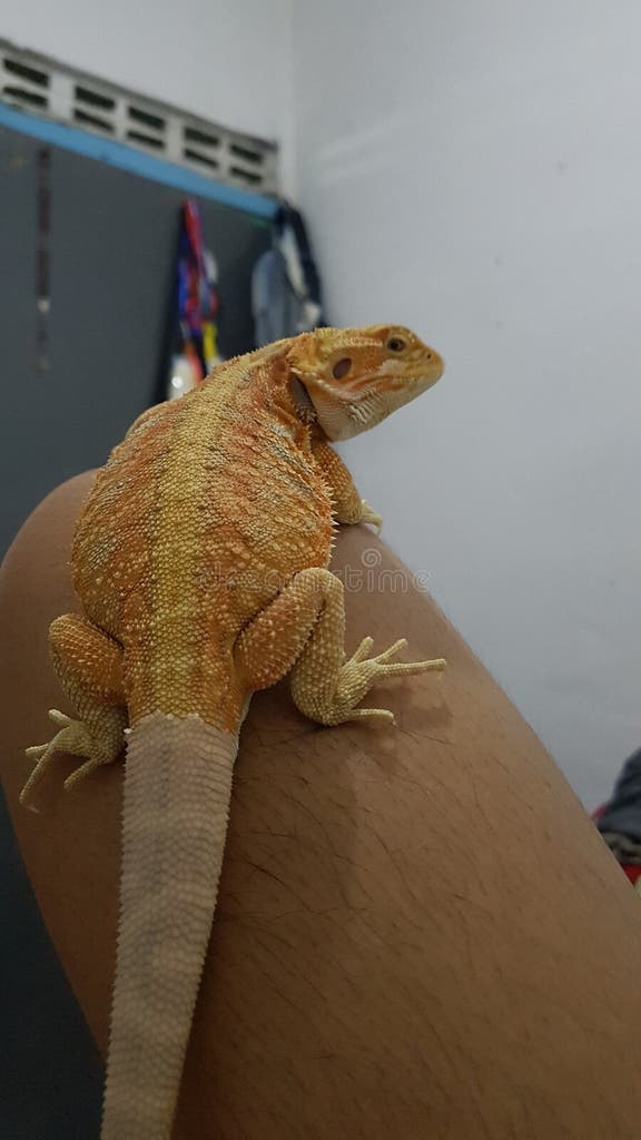 Bearded Dragon is a Friend for Human Stock Photo - Image of dragon ...