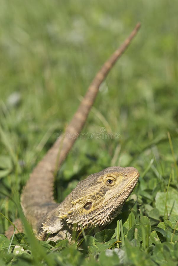 Bearded Dragon In Grass Picture. Image: 8132398