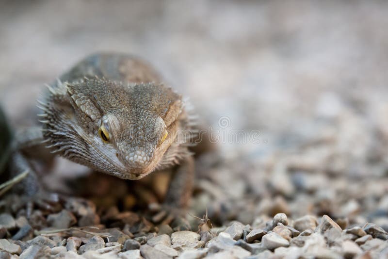 Friendly lizard stock photo. Image of friend, born, travel - 68526780