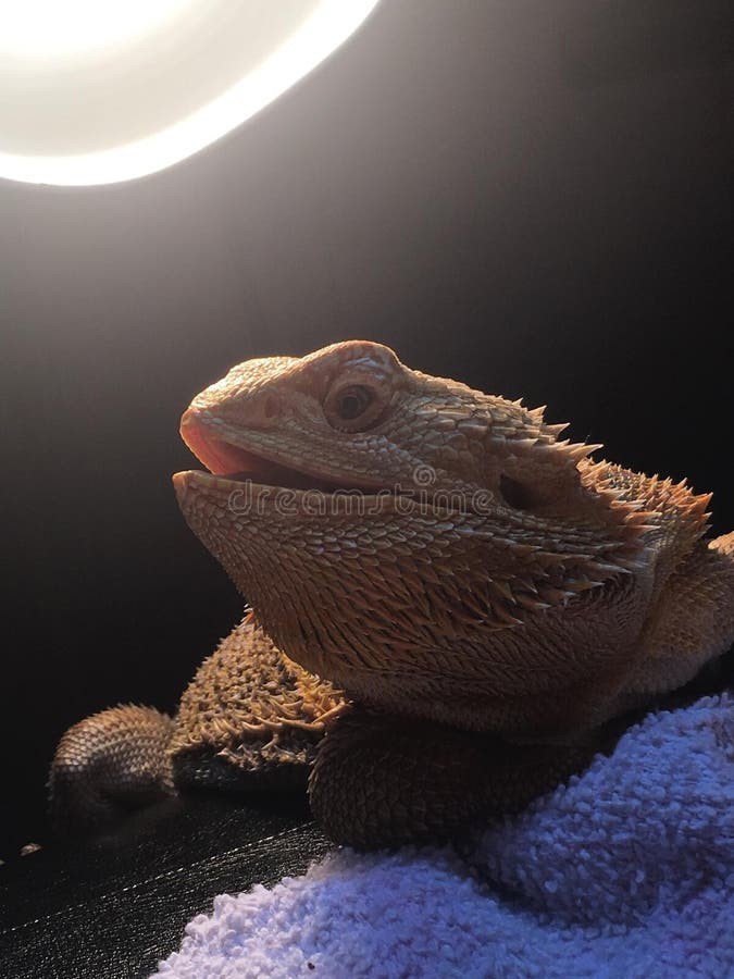 117 Happy Bearded Dragon Stock Photos - Free & Royalty-Free Stock ...