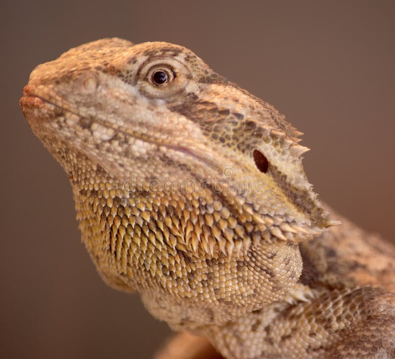 This is a Close Up of a Bearded Dragon Stock Image - Image of white ...