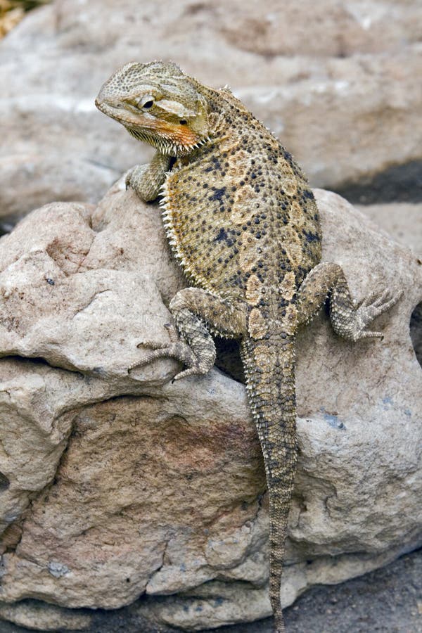 Bearded dragon lizard stock image. Image of claws, tail - 10014033
