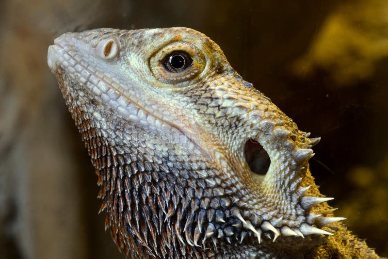 Bearded Dragon Lizard stock photo. Image of spiny, reptile - 22427266