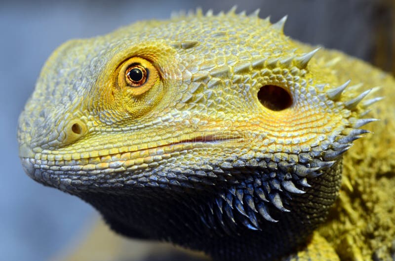 Bearded Dragon Lizard stock image. Image of pogona, spiny - 23068985