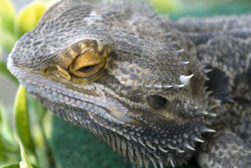 Bearded dragon lizard stock image. Image of spiked, adult - 3909393