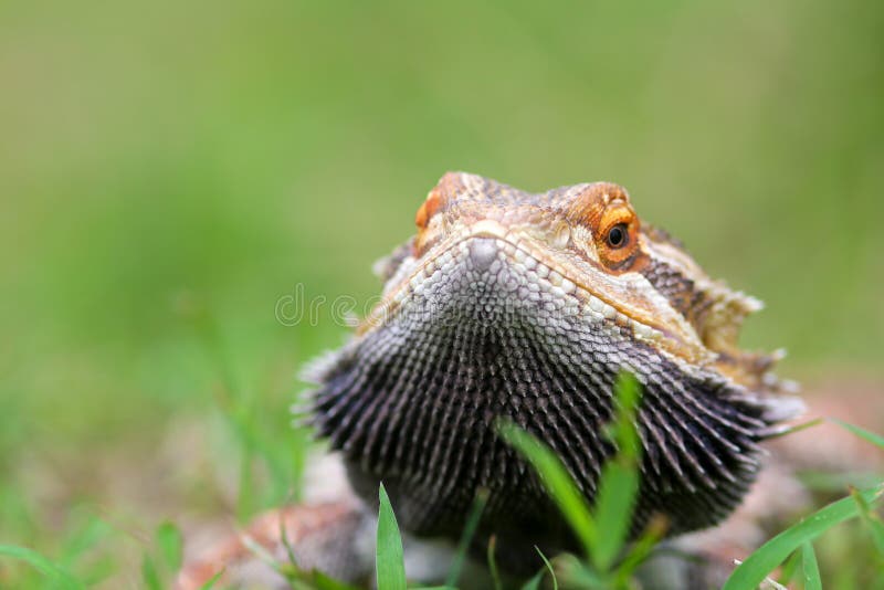 Bearded Dragon Lizard Behind the Grass Stock Photo - Image of mating ...