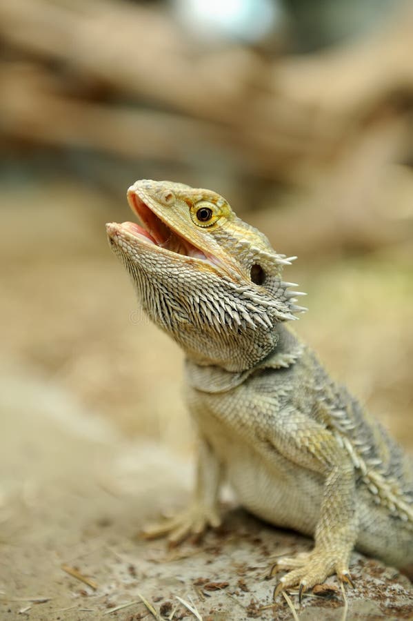 Bearded Dragon Lizard stock image. Image of species, singapore - 31714897