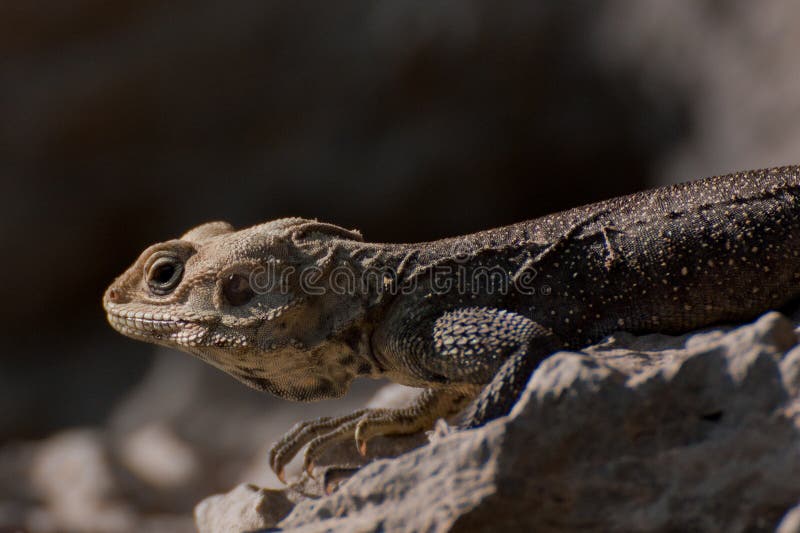 Bearded Dragon Lizard stock photo. Image of scales, eyes - 31501938