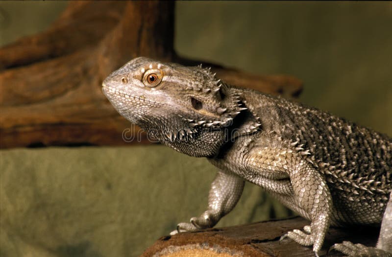 Bearded dragon lizard stock photo. Image of dragon, reptile - 47290156
