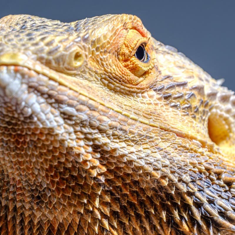 Bearded dragon lizard stock photo. Image of closeup - 172299590