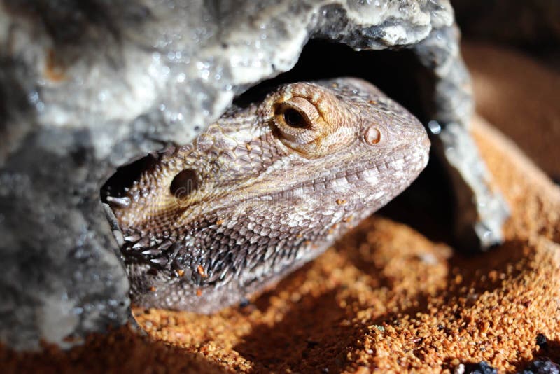 Bearded Dragon Lizard in Rock Stock Photo - Image of dessert, reptile ...