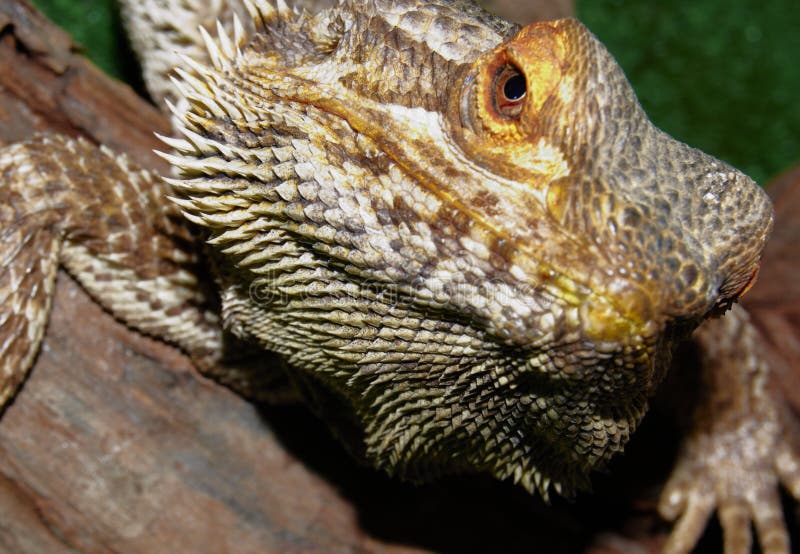 Bearded dragon lizard stock photo. Image of lizard, beautiful - 50402212