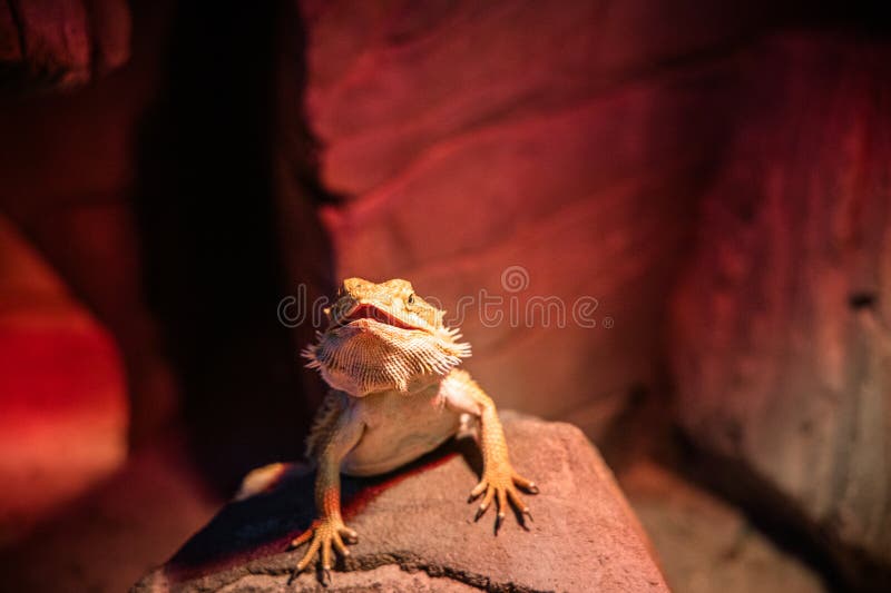 A Bearded Dragon Lizard is Peacefully Basking on a Sunlit Rock in an ...