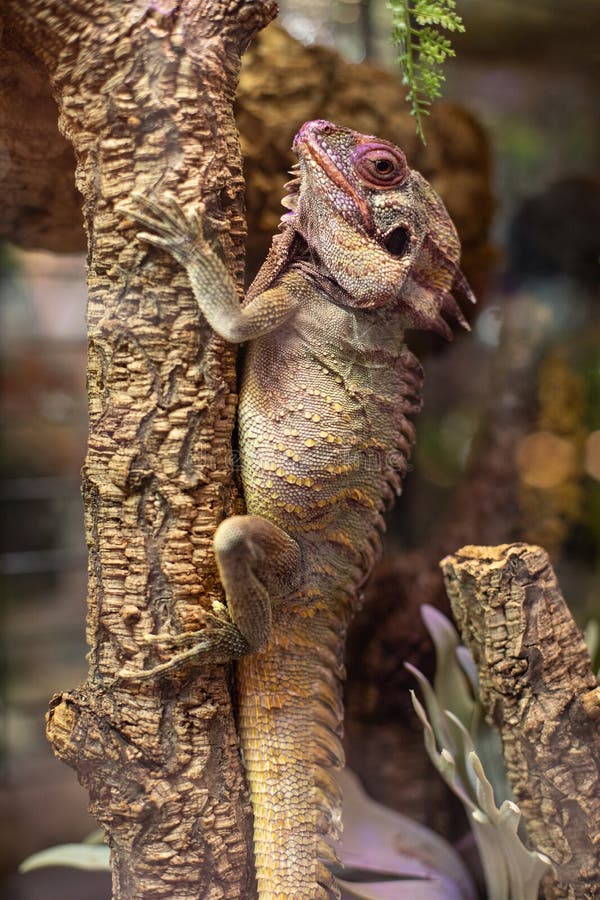 Bearded dragon lizard stock image. Image of scales, tree - 375034285