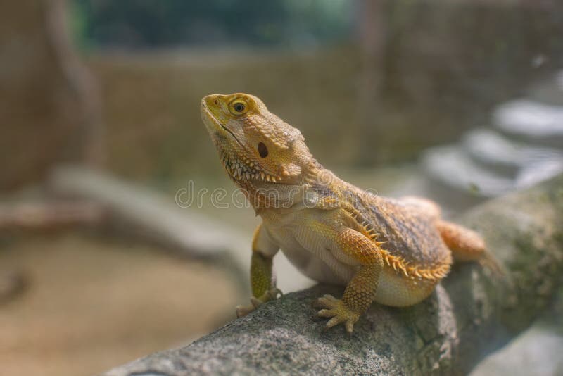 Bearded Dragon Lizards Being Kept in an Enclosure Stock Image - Image ...