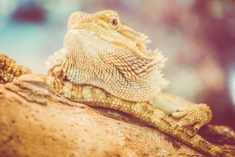 Bearded Dragon - Pogona Vitticeps Stock Photo - Image of reptile ...