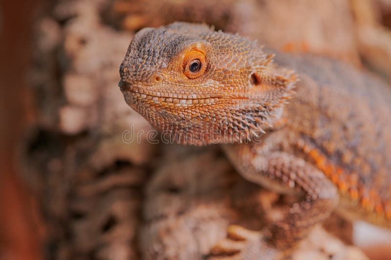 Bearded dragon close up stock image. Image of head, lying - 182831497