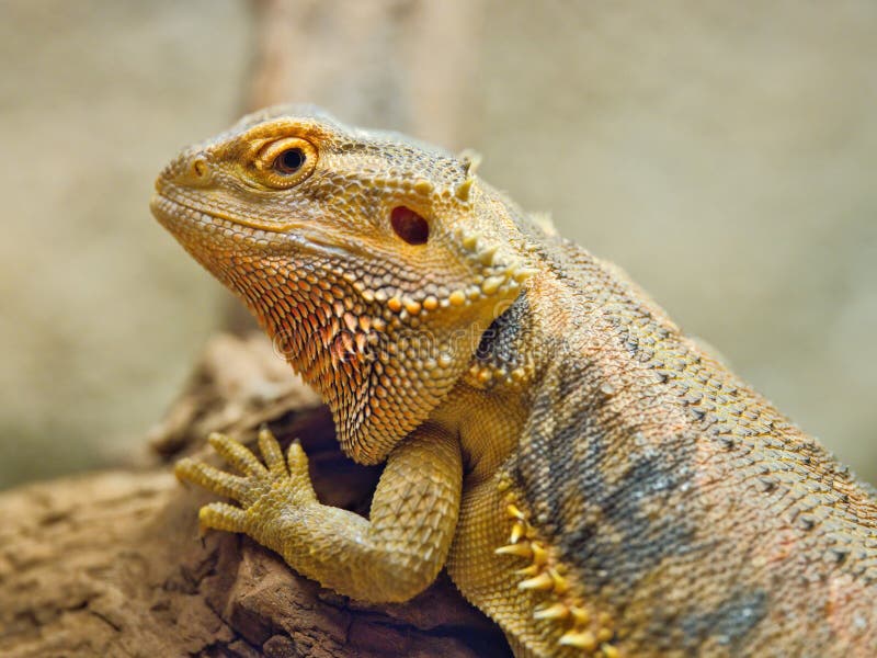 Bearded Dragon Reptile Side Portrait Stock Image - Image of wildlife ...