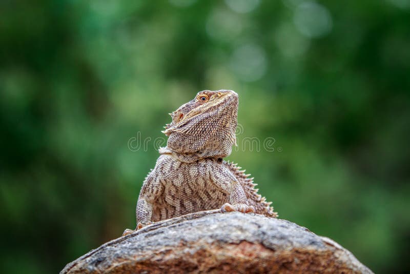 Bearded dragon on a rock. stock photo. Image of ferocious - 83720996