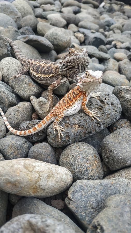 Bearded dragon on rock stock image. Image of reptile - 248796309