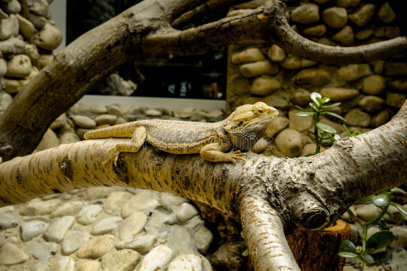 Bearded dragon stock image. Image of nature, claw, australian - 282116685