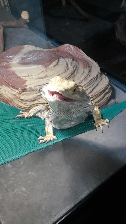 Bearded dragon stock image. Image of happy, dragon, smiling - 97759379