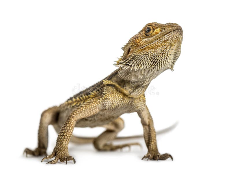 Dragon Standing Stock Photos - Download 2,070 Royalty Free Photos