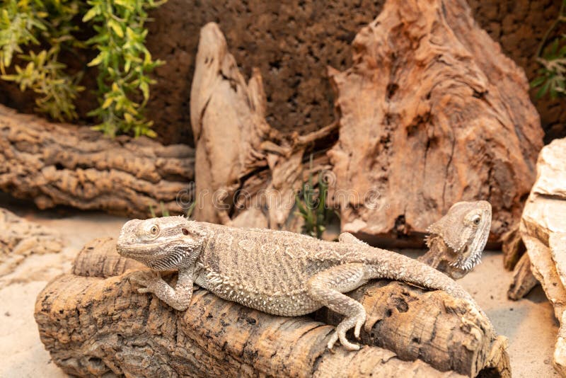 Bearded Dragon in a Terrarium Stock Photo - Image of husbandry ...