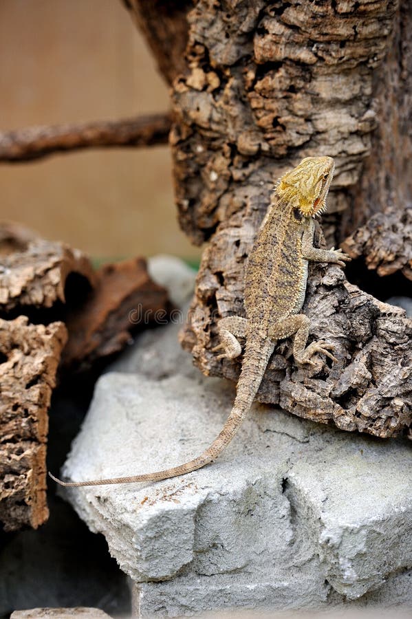 Bearded Dragon stock photo. Image of green, brown, dragon - 37452258