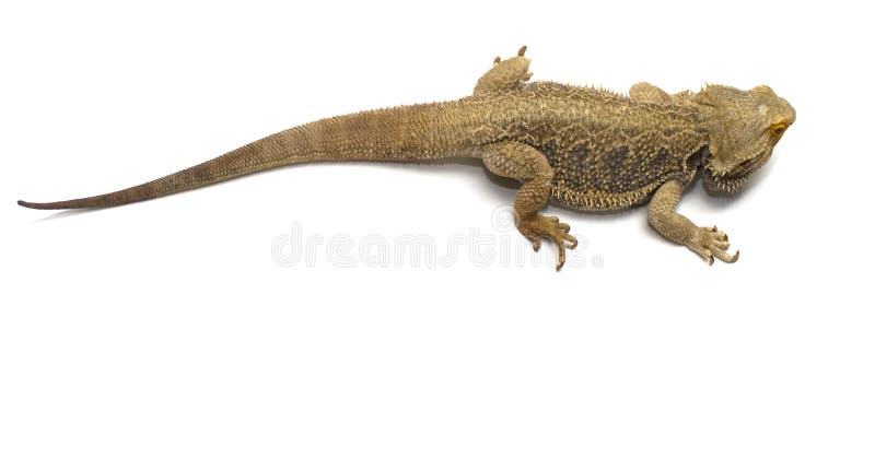 Bearded dragon lizard stock image. Image of spiked, adult - 3909393