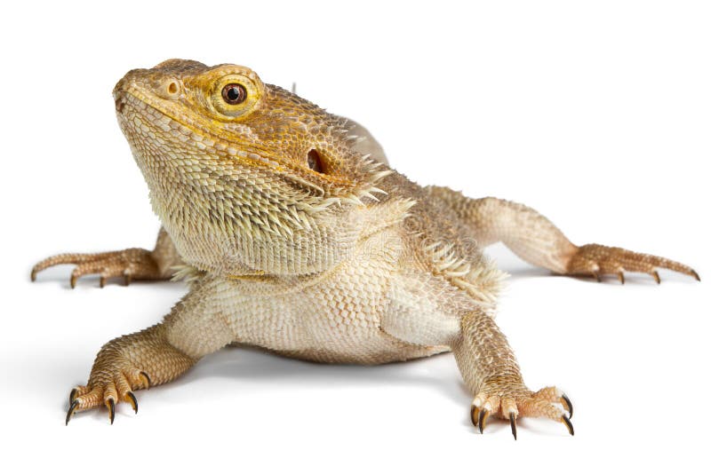 Bearded Dragon on white stock image. Image of brown, full - 33944279