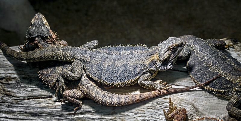 Bearded Dragons claw stock photo. Image of young, vertebrate - 4306730