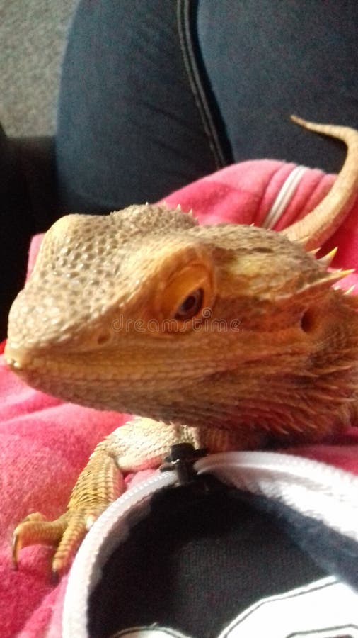 Lizard stock photo. Image of chill, dragons, reptile - 110886878