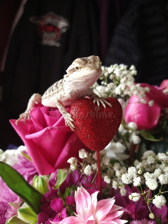 Bearded Dragons on Valentine Flowers Stock Image - Image of produce ...
