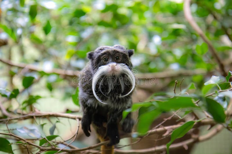 Bearded Emperor Tamarin Monkey Sitting and Looking Up Stock Photo ...