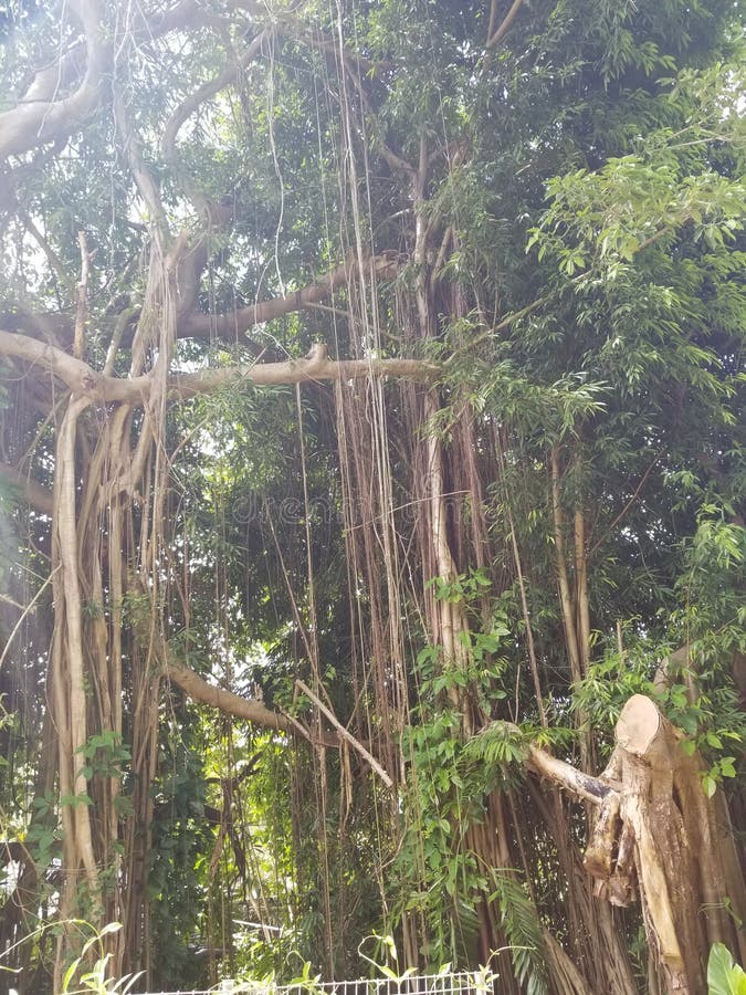 Bearded Fig Tree stock image. Image of tree, wise, bearded - 110411951