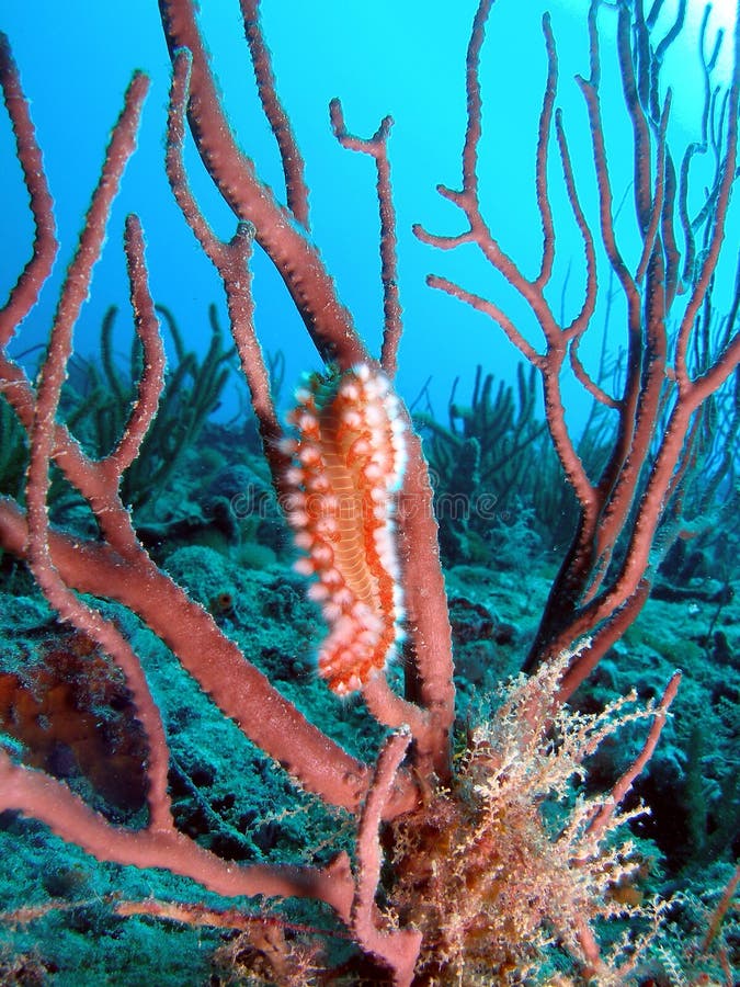 Bearded Fireworm stock photo. Image of aqua, brown, colorful - 6395332