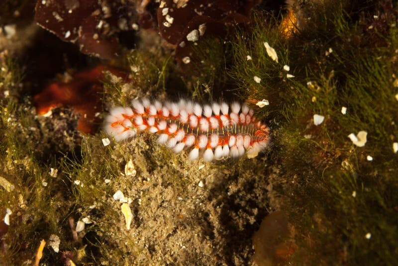 Bearded Fireworm, Hermodice Carunculata Stock Photo - Image of fauna ...