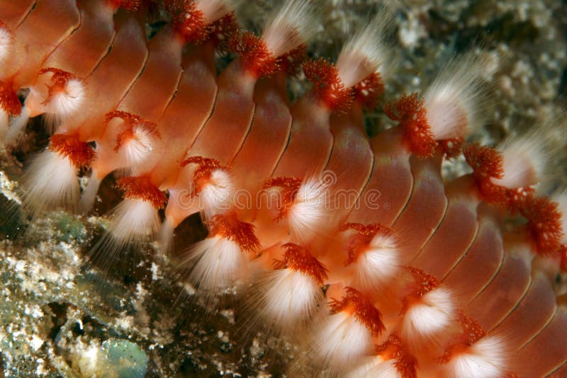Bearded fireworm stock image. Image of fire, hierro, diving - 33946605