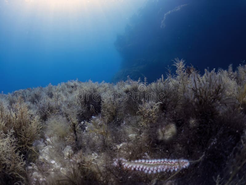 A Bearded Fireworm (Hermodice Carunculata) on the Sea Bed in Comino ...